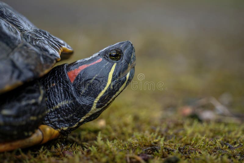 Close Up Image of Red Eared Slider Stock Image - Image of serpent ...