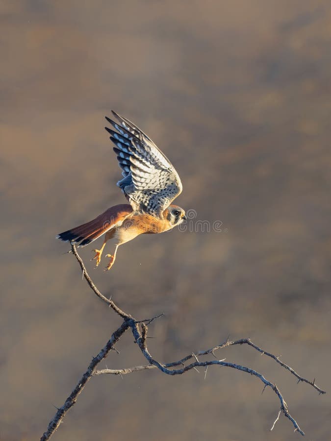 The Red Footed Falcon and it Has Outstretched Wings Stock Photo - Image ...