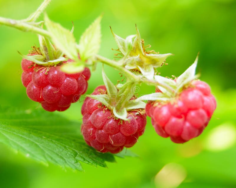 Summer raspberries stock image. Image of eating, health - 3345375