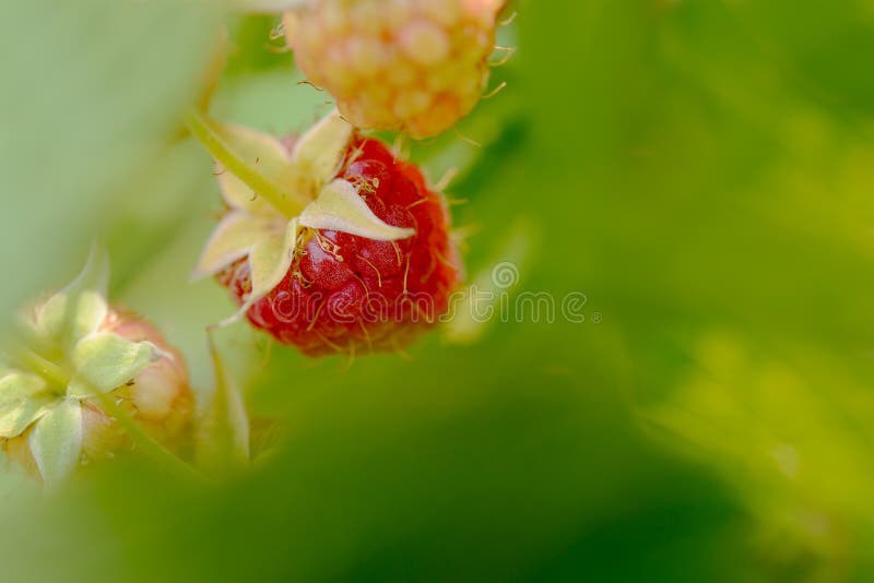 Close-up Image of Red Ripe Raspberries Growing in Garden Stock Image ...
