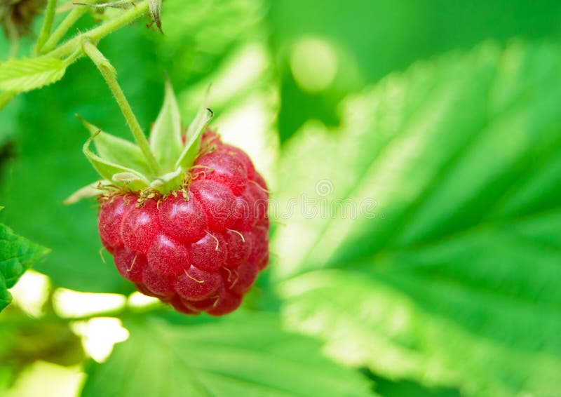 Close-up Image of Red Ripe Raspberry in the Garden Stock Photo - Image ...