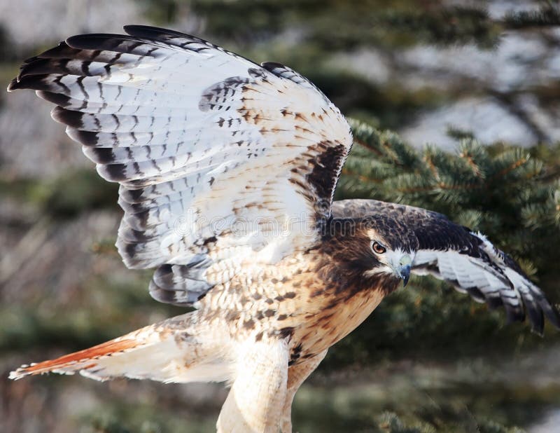 Red-tailed Hawk with Wings Spread Stock Photo - Image of brown, hawks ...