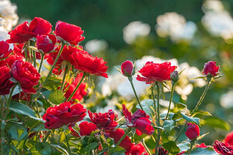 Close-up Image of Red and White Roses in Various Stages, Sunlit Garden ...