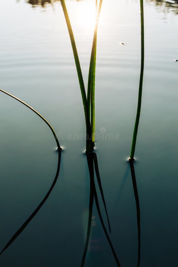Close-up Image of Reed and Its Reflection in the Water Stock Image ...