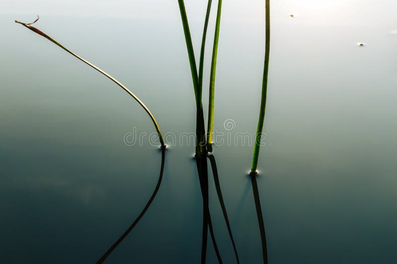Close-up Image of Reed and Its Reflection in the Water Stock Image ...