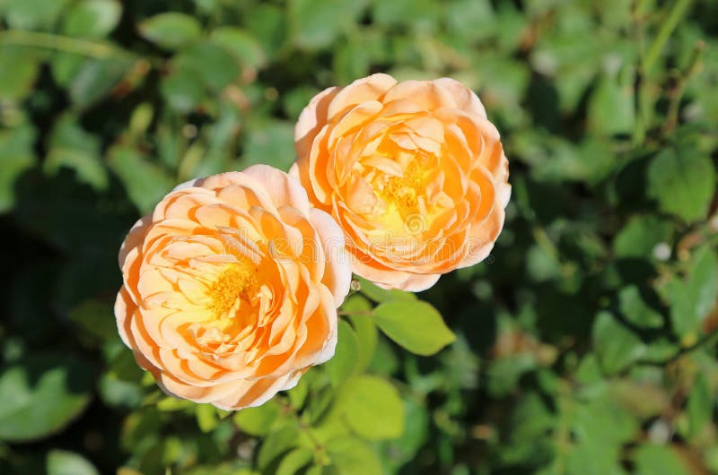 Two yellow roses stock image. Image of natural, botany - 265212541