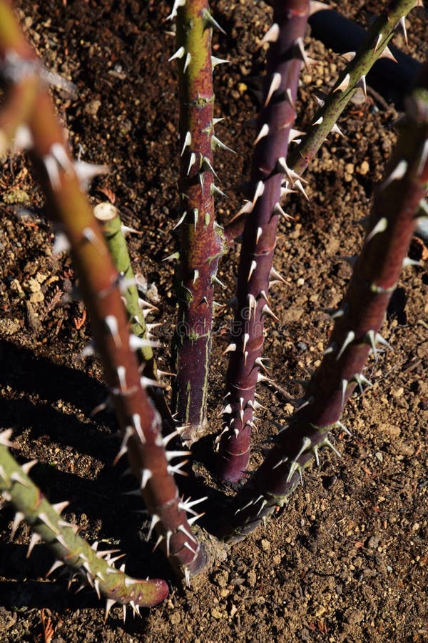 Rose thorns stock image. Image of garden, cultivation - 108899285