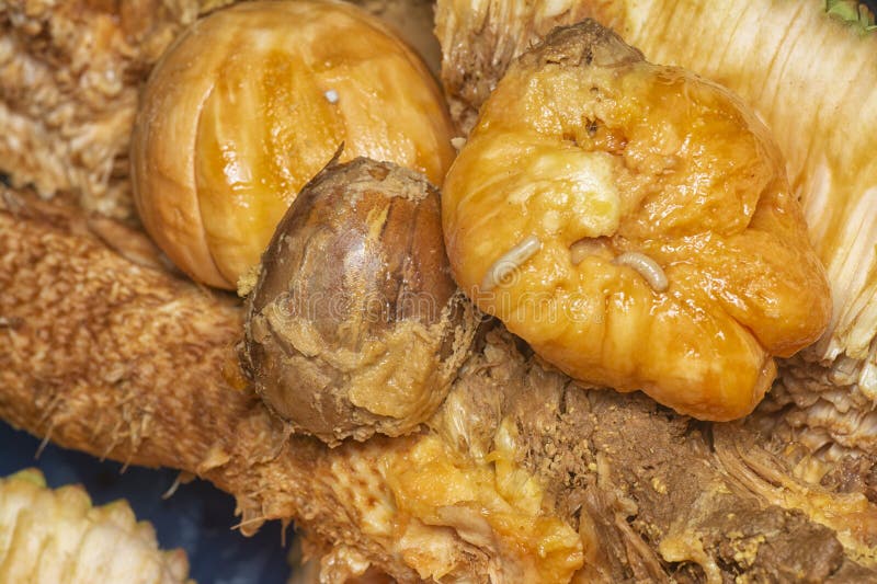 Rotten Flesh of the Artocarpus Integer Inner Fruit. Stock Photo - Image ...