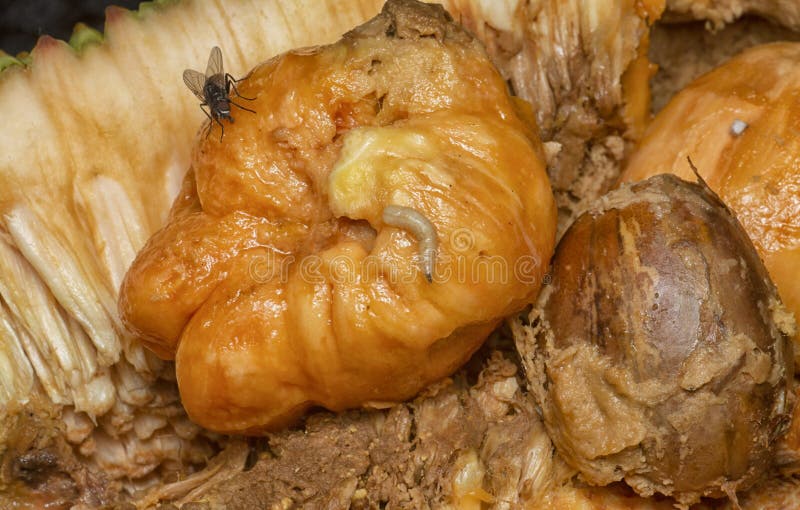 Rotten Flesh of the Artocarpus Integer Inner Fruit. Stock Image - Image ...