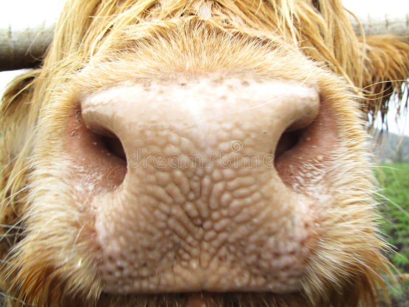 Close Up Image of Scottish Cattle Nostril with Textures and Details ...