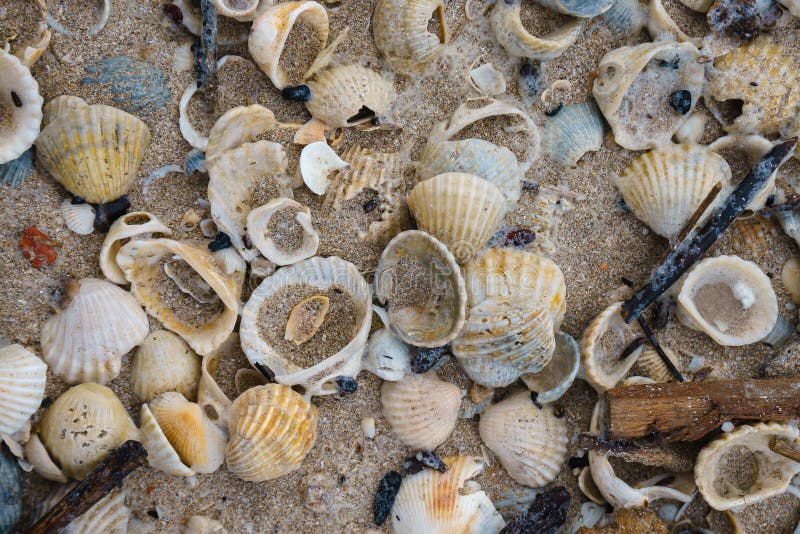 Close Up Image of Seashells. Stock Image - Image of abstract, shell ...