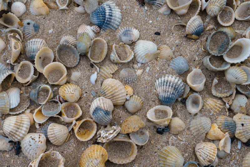 Close Up Image of Seashells. Stock Image - Image of crustacean ...