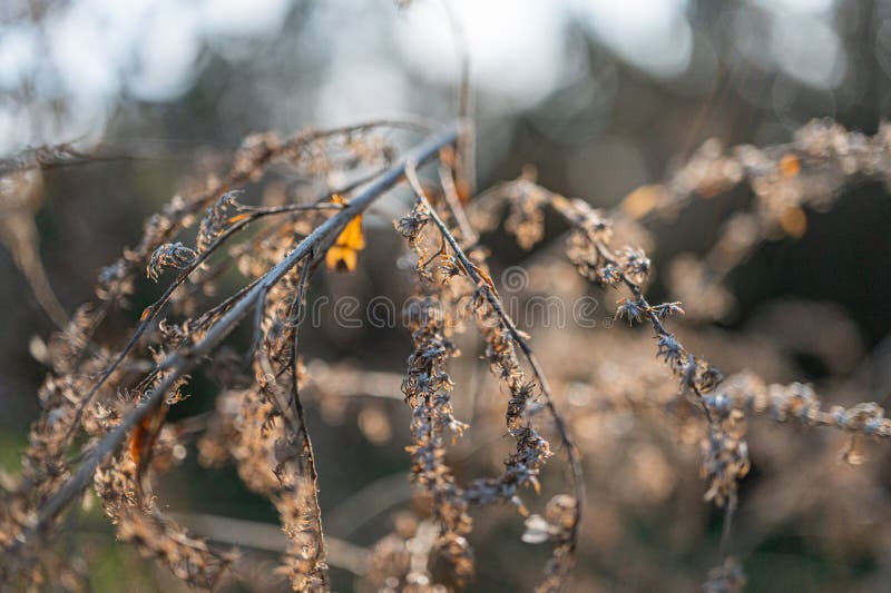 Close-up Image of a Seed Head, Showcasing Texture and Form Theme ...