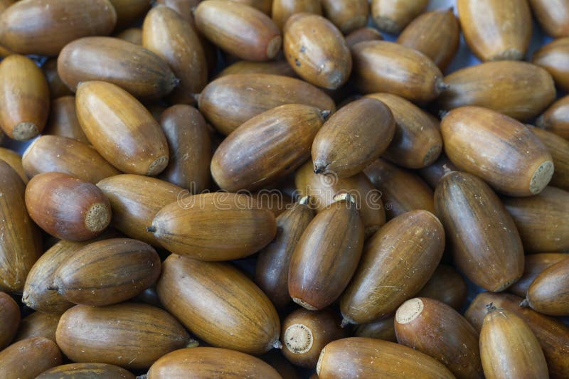 Close Up Image of Acorns Seeds from an Oak Tree. Stock Image - Image of ...