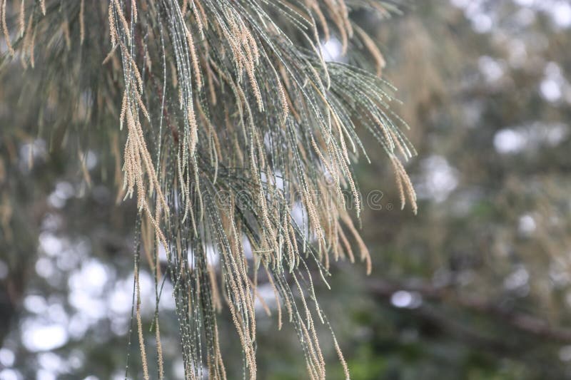 Close Up Image Selective Focus Flowering Casuarina Tree Stock Photo ...