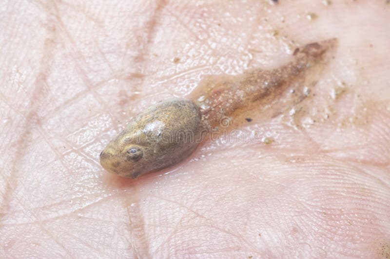 Close Up Shot of Tiny Tadpole in the Palm of the Hand. Stock Image ...