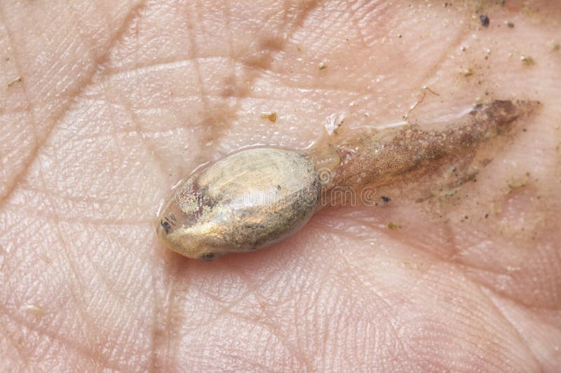 Close Up Shot of Tiny Tadpole in the Palm of the Hand. Stock Photo ...