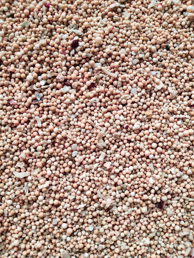 Close Up of Natural Coral Grain Texture on Beach. Stock Photo - Image ...