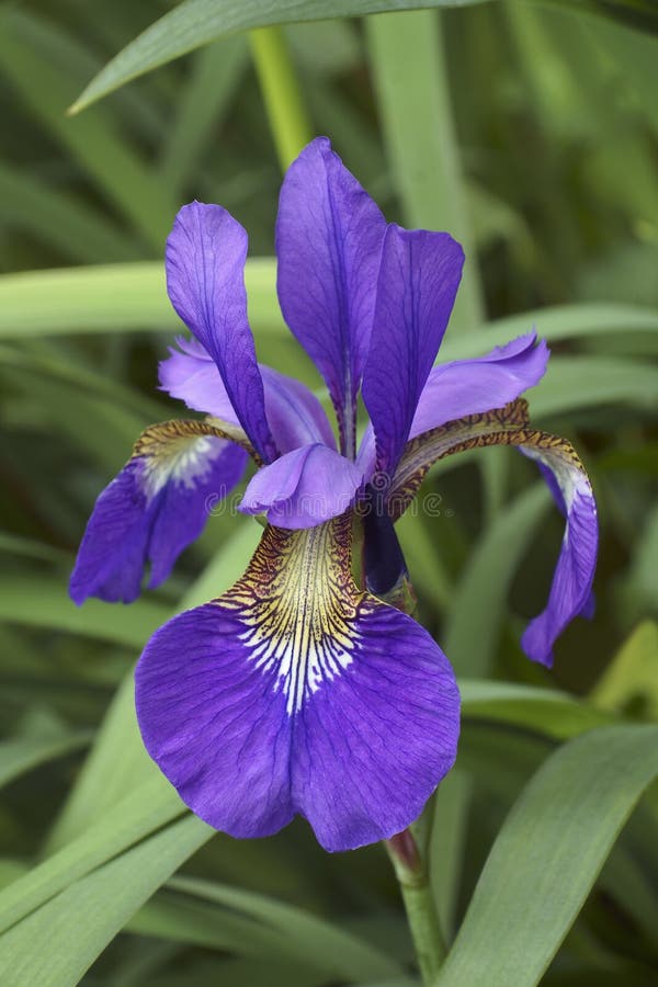 Siberian iris flowers stock image. Image of sibirica - 94453717