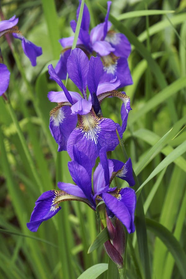 Siberian iris flowers stock image. Image of sibirica - 94453717