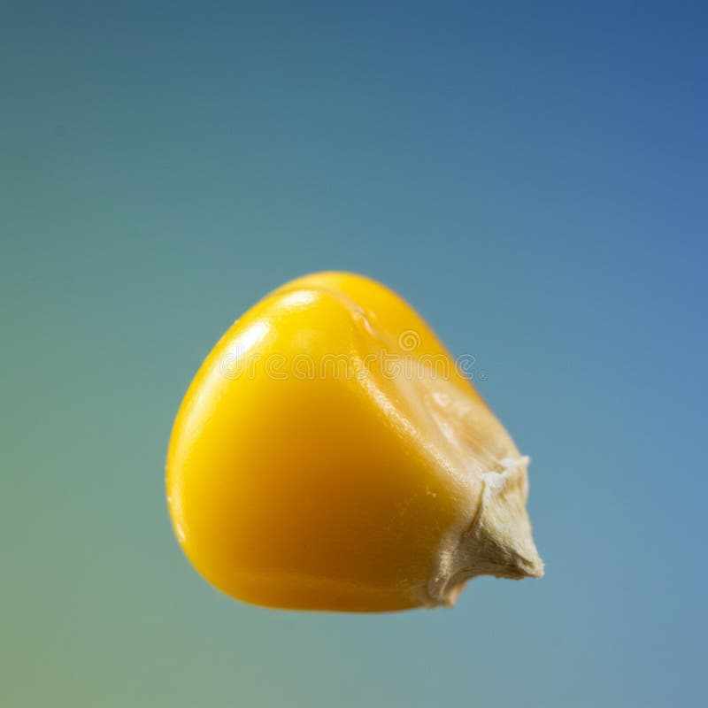 Kernel Base Stock Illustrations – 97 Kernel Base Stock Illustrations ...