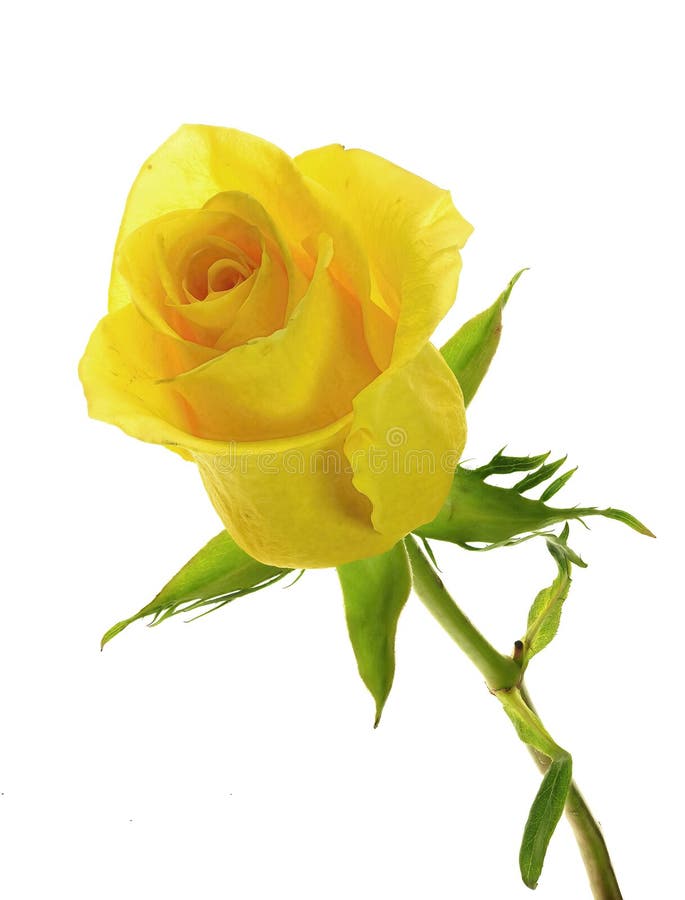 Single yellow rose stock photo. Image of yellow, green - 24397568