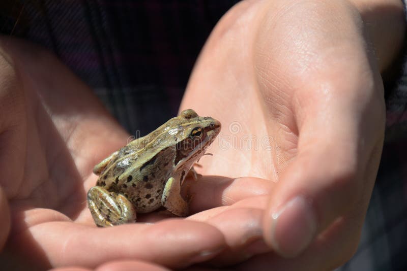 Small Brown Frog Close Up stock image. Image of conservation - 148184211