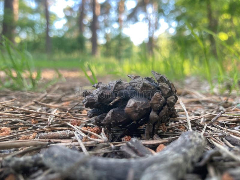 Isolation Sharp Subject Minimal Background Stock Photos - Free ...