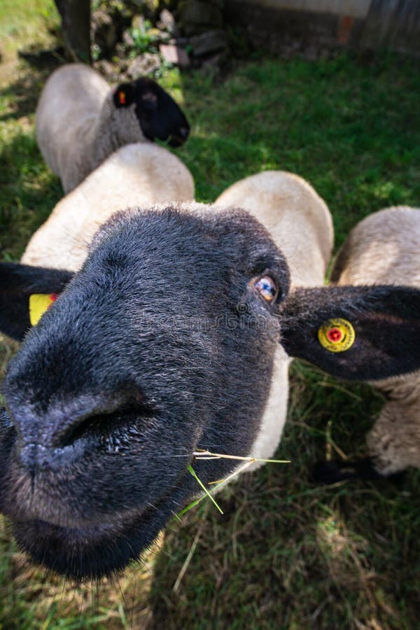Smiling black faced sheep stock photo. Image of grinning - 194474448