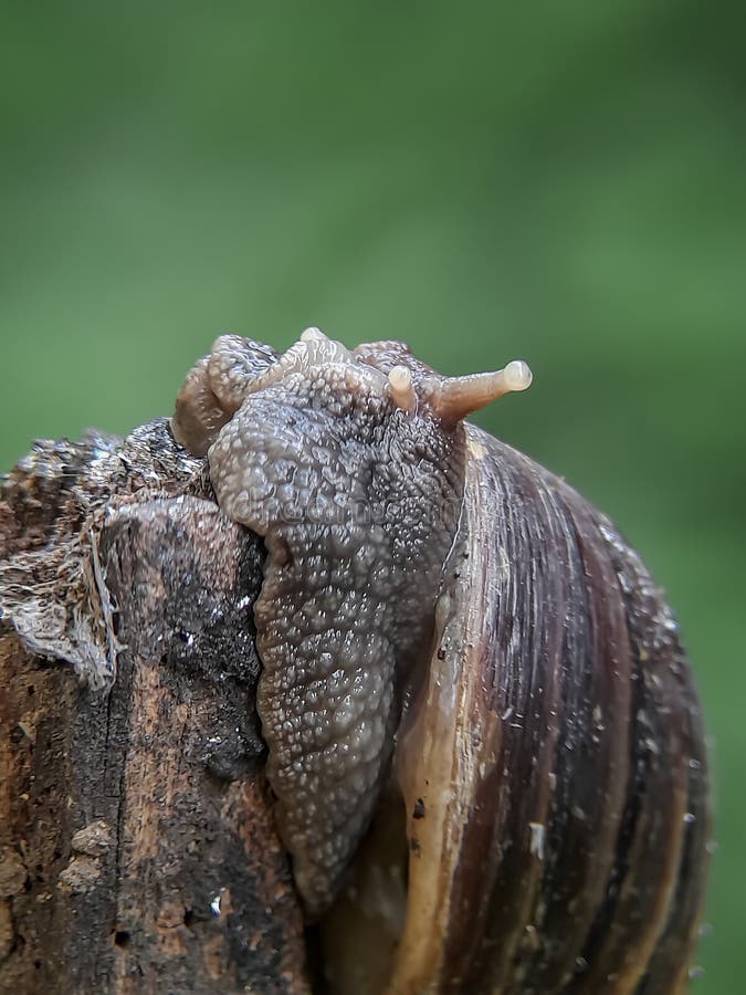 Close Up Image of the Snail. Mollusca, Mollusk Stock Photo - Image of ...