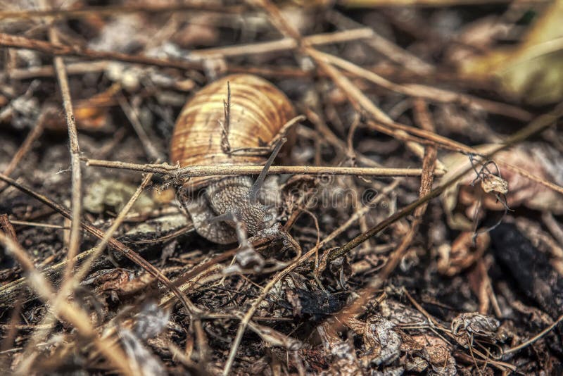 Snail in nature stock image. Image of ground, macro - 140886307