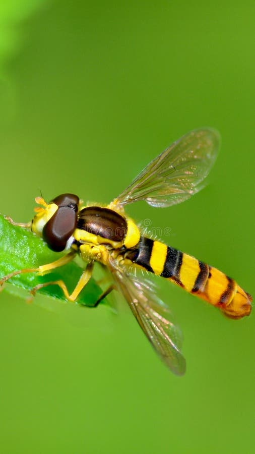 Image of a Sphaerophoria Scripta, Perched on a Vibrant Green Leaf Stock ...