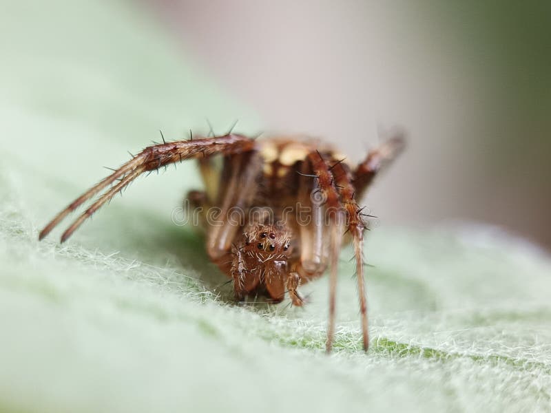 Macro photo of spiders stock image. Image of beautiful - 379489187
