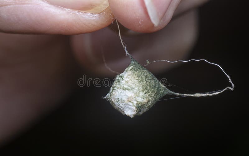 Spider Woven Sac Hanging on the Cobweb Stock Image - Image of ...