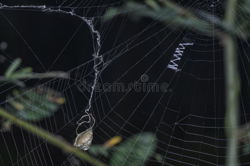 Spider Woven Sac Hanging on the Cobweb Stock Image - Image of cobweb ...