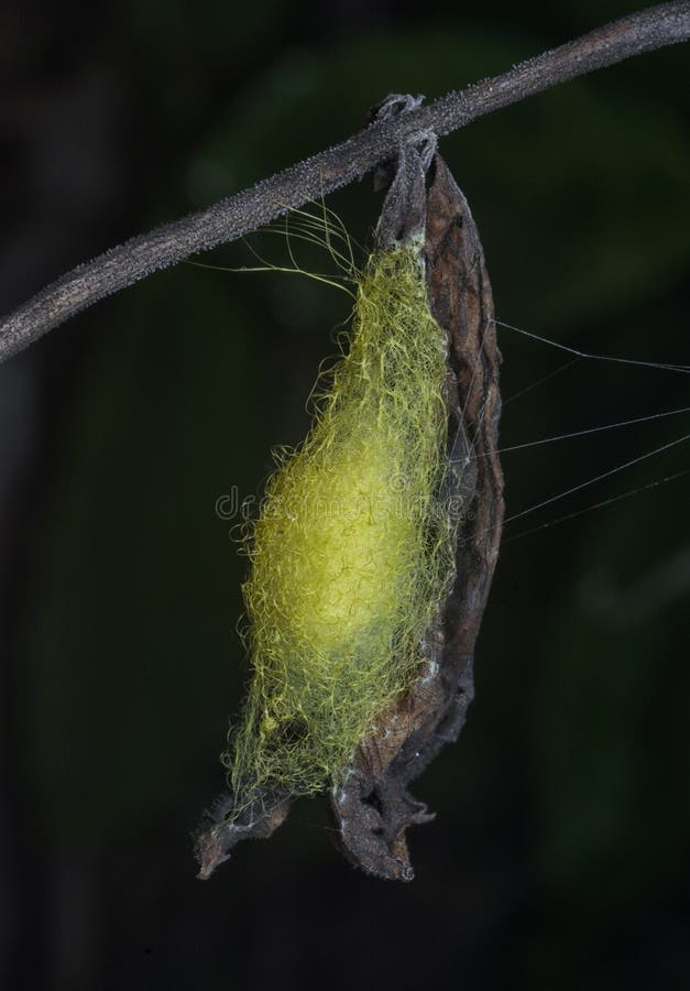 Spider Woven Sac Hanging on the Cobweb Stock Photo - Image of incubate ...