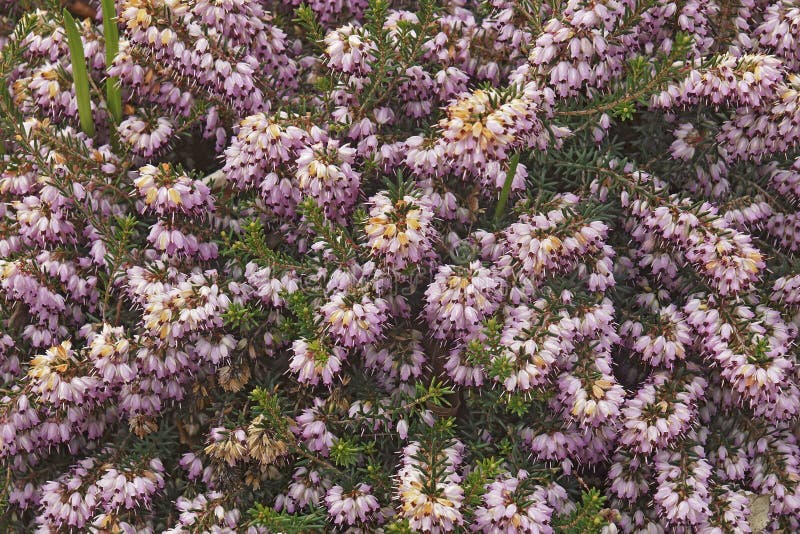 Close Up Image of Spring Heath Flowers Stock Image - Image of plant ...