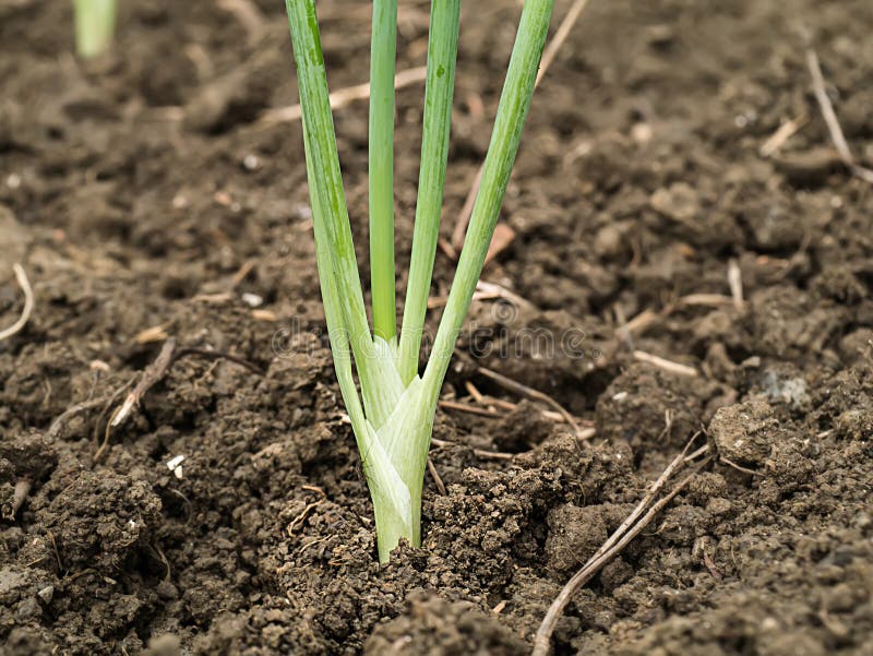 Onion in vegetable plots stock photo. Image of healthy - 282732708
