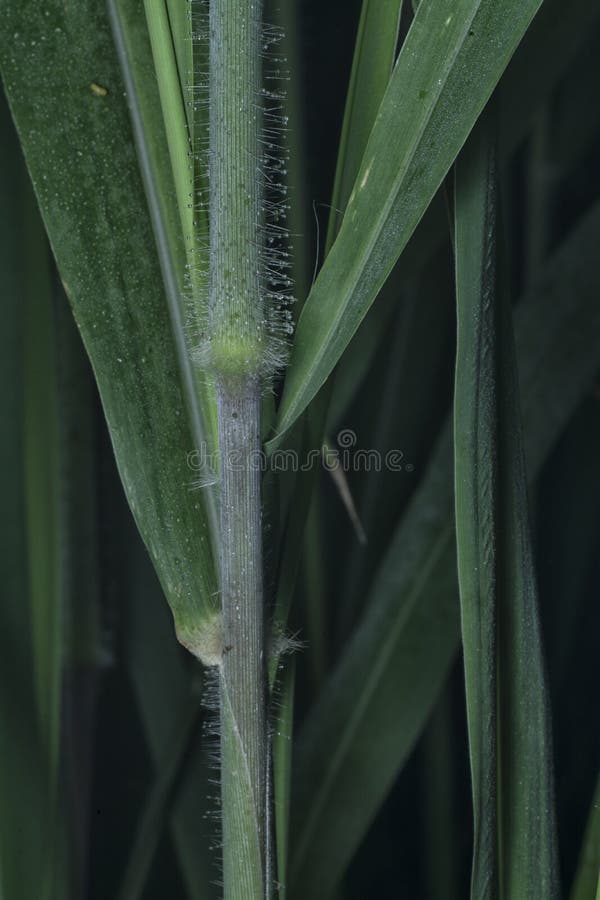 Close Up of the Stems of Poaceae Grasses Branch. Stock Image - Image of ...