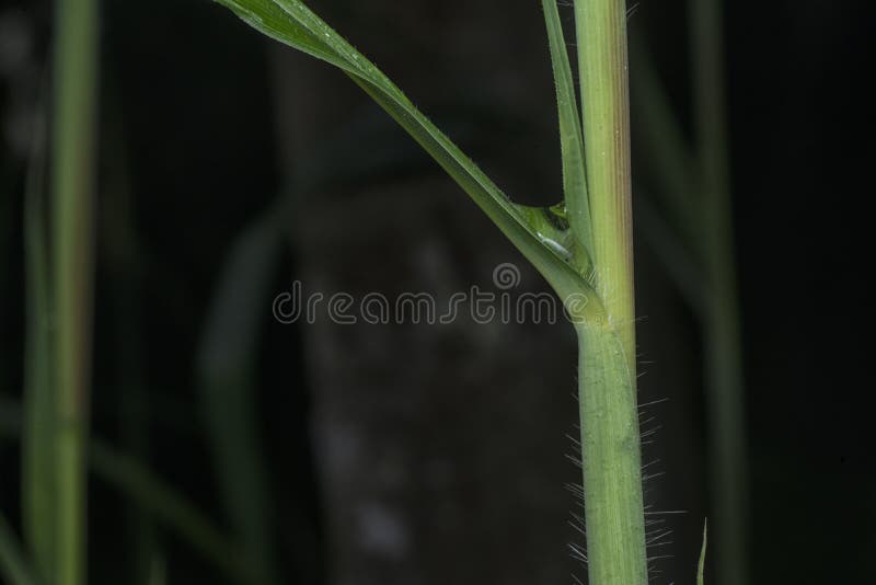 Close Up of the Stems of Poaceae Grasses Branch. Stock Image - Image of ...