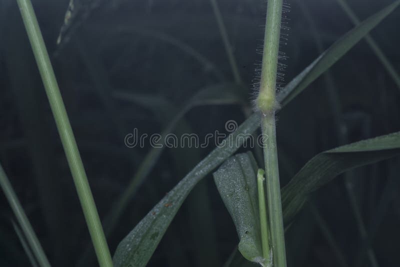 Close Up of the Stems of Poaceae Grasses Branch. Stock Photo - Image of ...