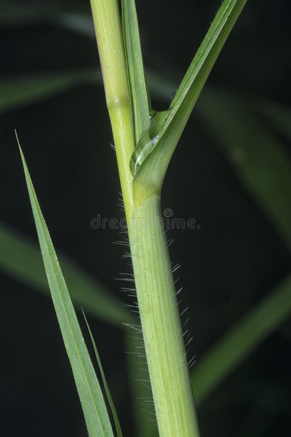 Close Up of the Stems of Poaceae Grasses Branch. Stock Image - Image of ...