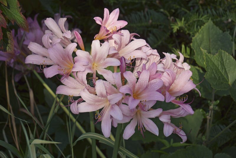 Close-up Image of Surprise Lily Flowers Stock Image - Image of ...