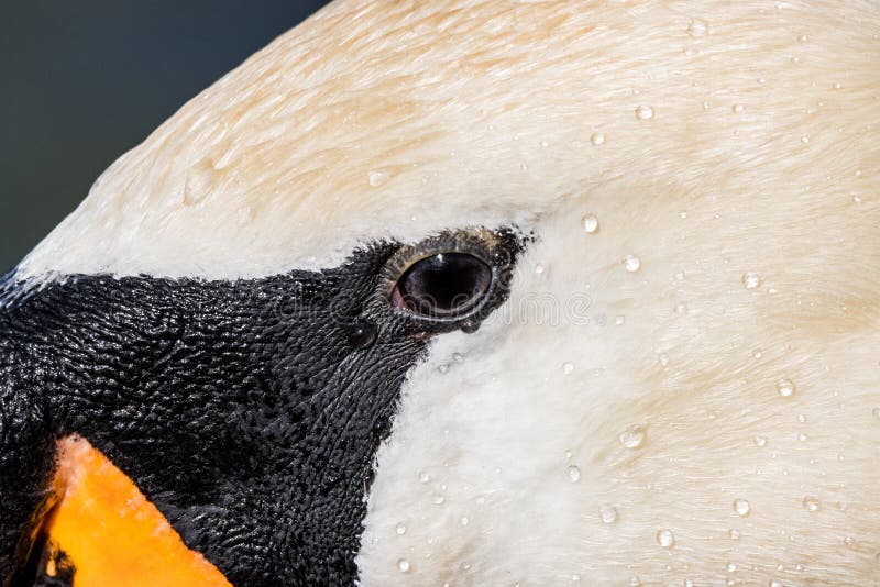 Swan Eye Close up stock image. Image of reflection, lake - 245360429