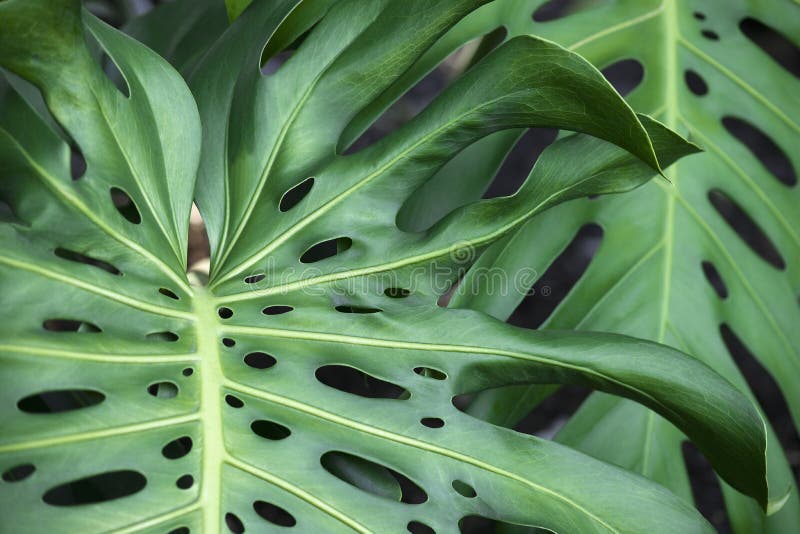 Close-up Image of Swiss Cheese Leaf Stock Photo - Image of leaves ...