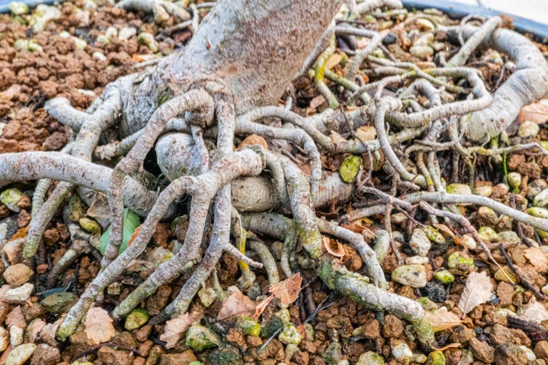 Close-up Image of Tangled Tree Roots, Showcasing Growth and Complexity ...