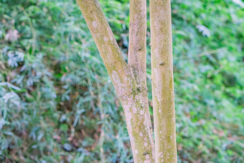 Close-up Image of a Textured Tree Trunk, Featuring Horizontal Ridged ...