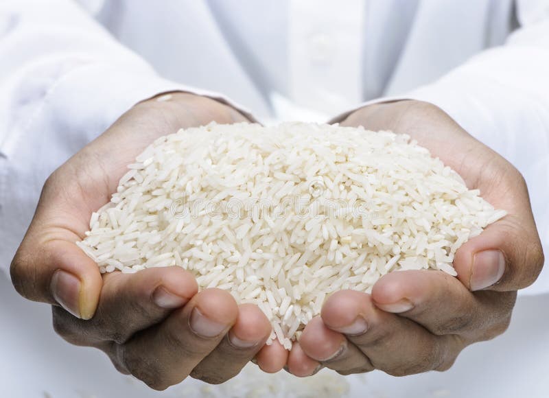 Close Up Image of Thai Jasmine Rice on Hand Stock Image - Image of ...