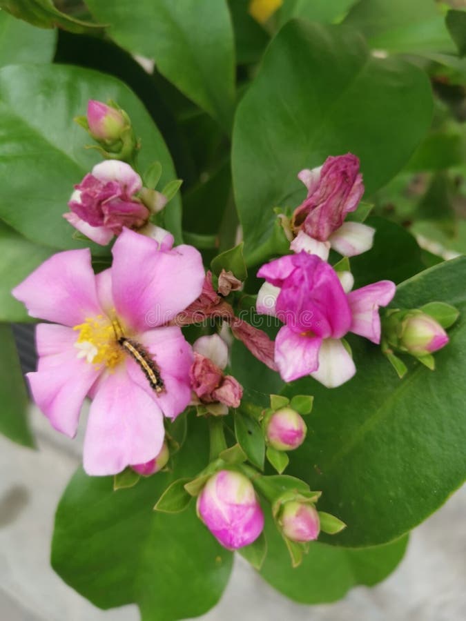 A Thorny Shrub Rose Cactus Flower Tree. Stock Photo - Image of leaf ...