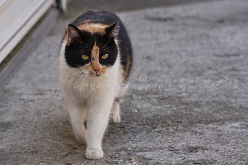 Close-up Image of Three Color Stray Cat, Tabby Kitten Stock Image ...